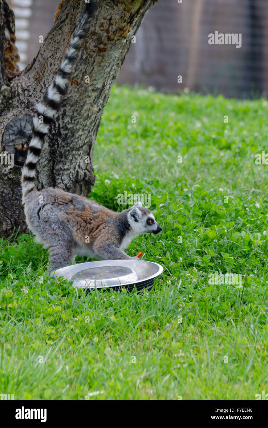 Ring tailed lemur (Lemur Catta) in a zoo. Turkey Stock Photo - Alamy