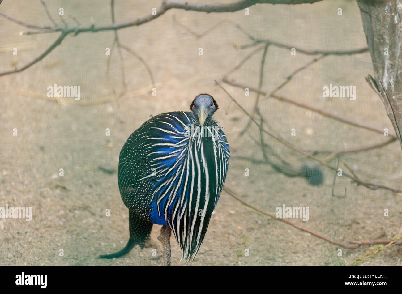 Vulture Guinea Fowl,Closeup vulturine guineafowl (Acryllium vulturinum ...