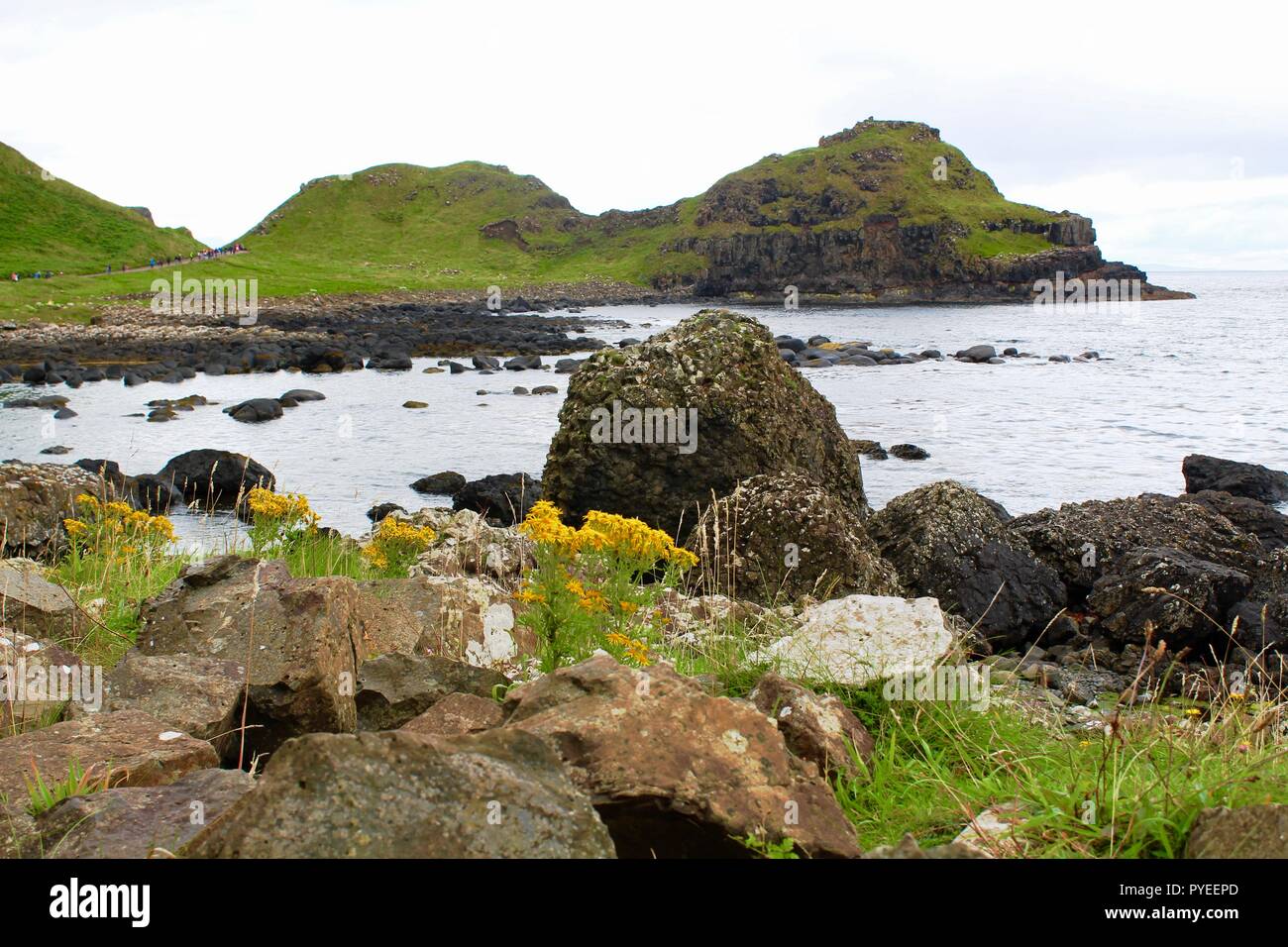 Pathway to Giant's Causeway, Ireland Stock Photo - Alamy