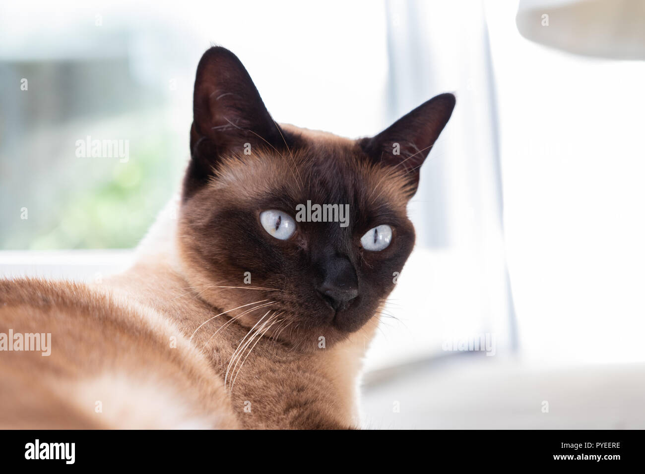 Siam Cat Portrait with blue eyes close up Stock Photo - Alamy