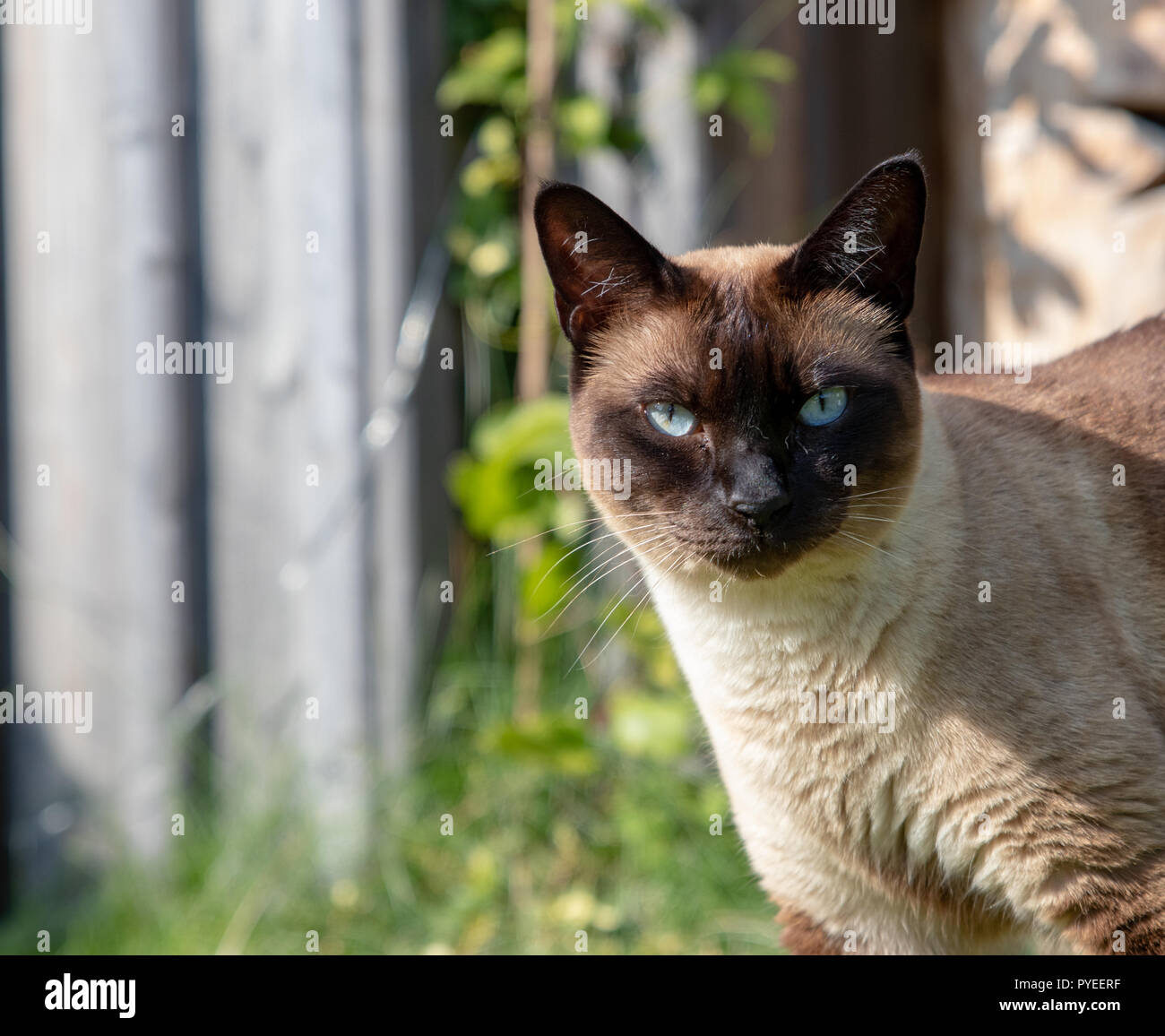Siam Cat Portrait with blue eyes close up Stock Photo - Alamy