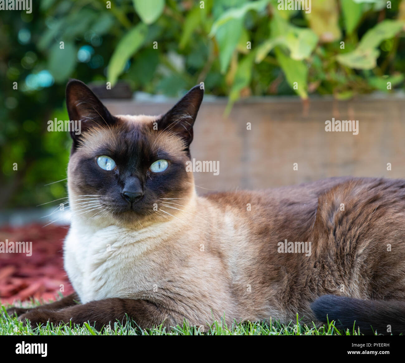 Siam Cat Portrait with blue eyes close up Stock Photo - Alamy