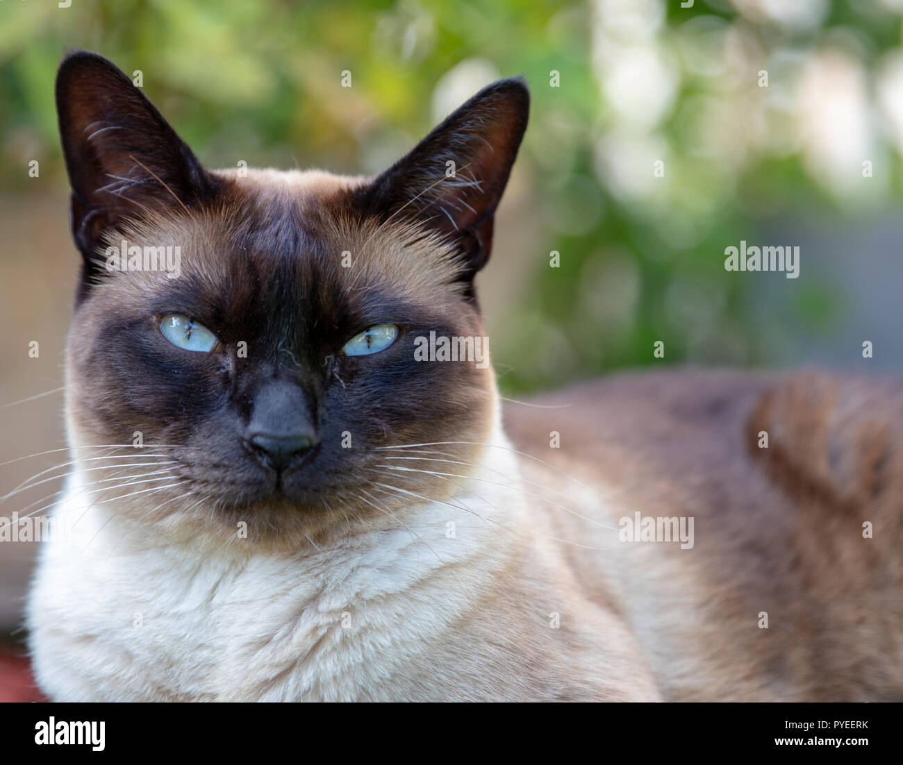 Seal point siam cat hi-res stock photography and images - Alamy