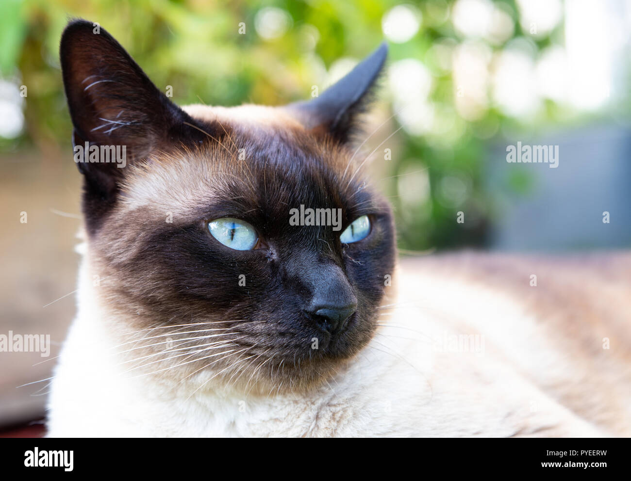 Siam Cat Portrait with blue eyes close up Stock Photo - Alamy