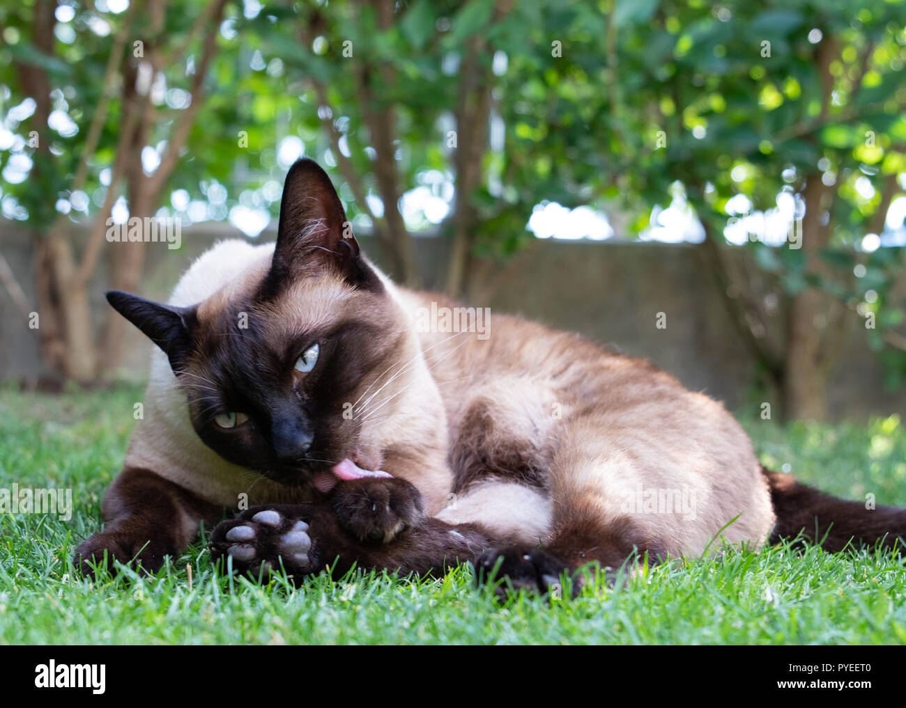 Siam Cat Portrait with blue eyes close up Stock Photo - Alamy