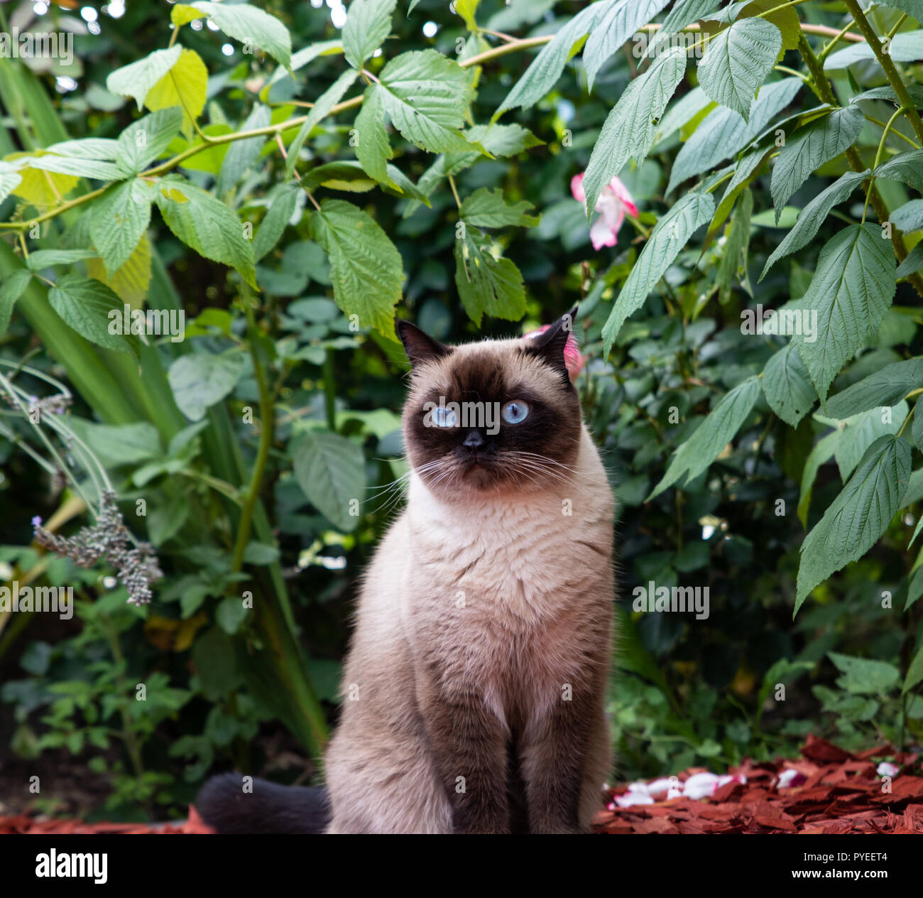 Siam Cat Portrait with blue eyes close up Stock Photo - Alamy