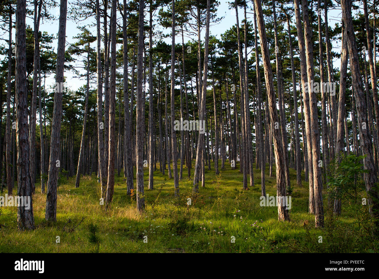 Sunset Or Sunrise In Forest Landscape. Sun Sunshine With Natural ...