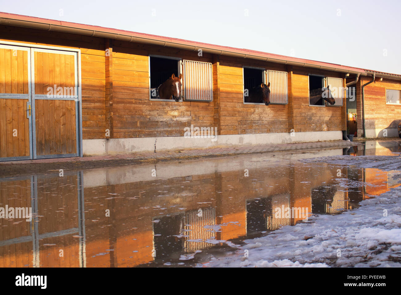 Loose box stable hi-res stock photography and images - Alamy