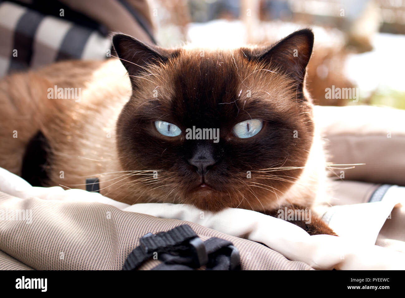 Siam Cat Portrait with blue eyes close up Stock Photo - Alamy
