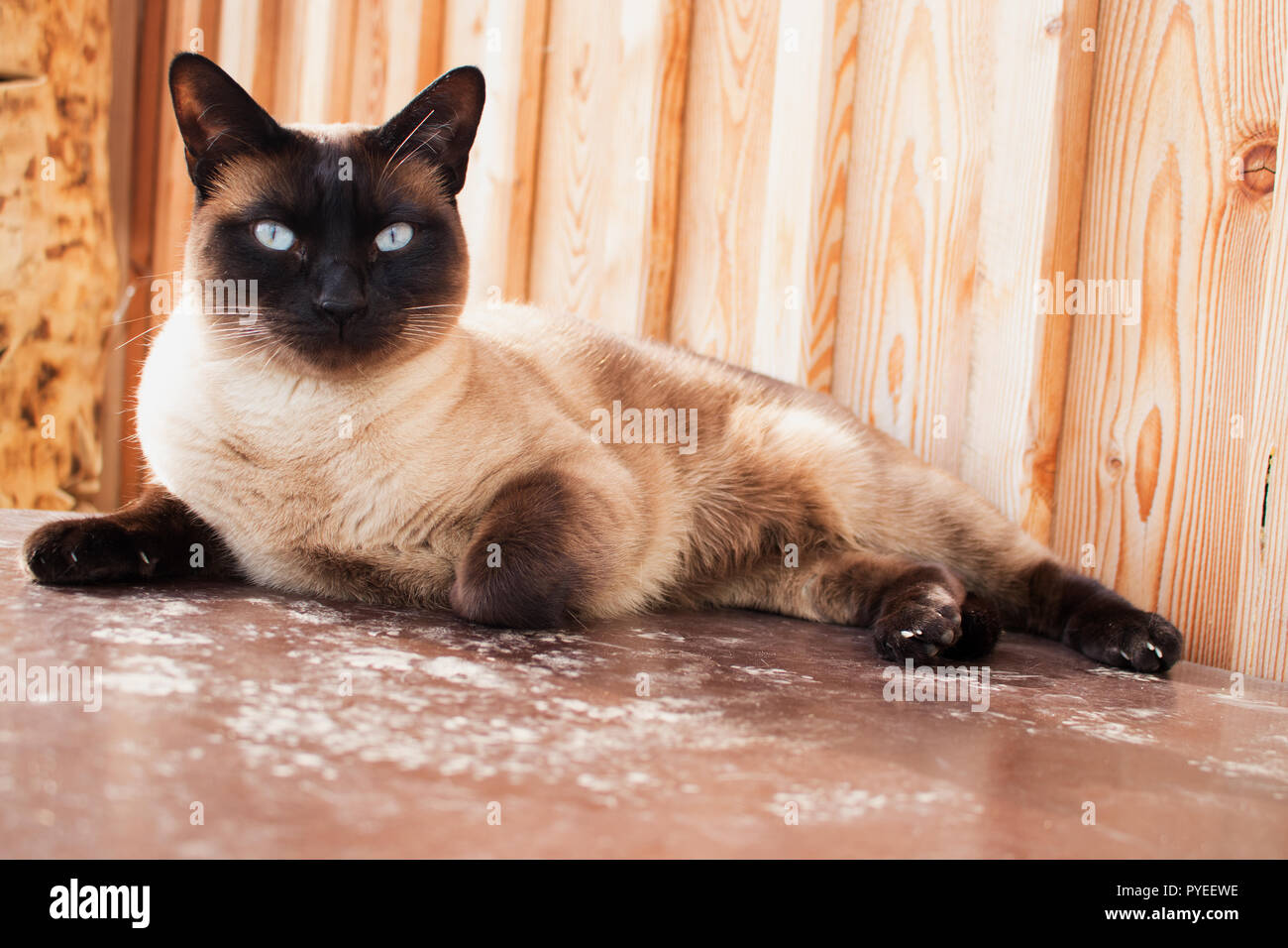 Siam Cat Portrait with blue eyes close up Stock Photo - Alamy