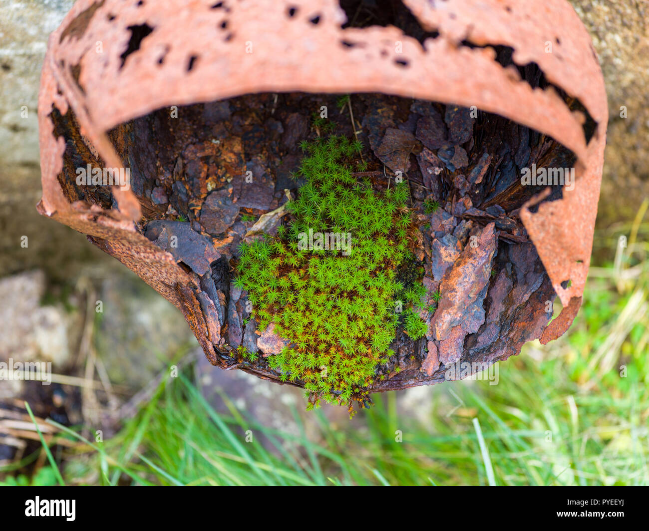 New Life / Resilience - moss in rusty metal pipe Stock Photo - Alamy