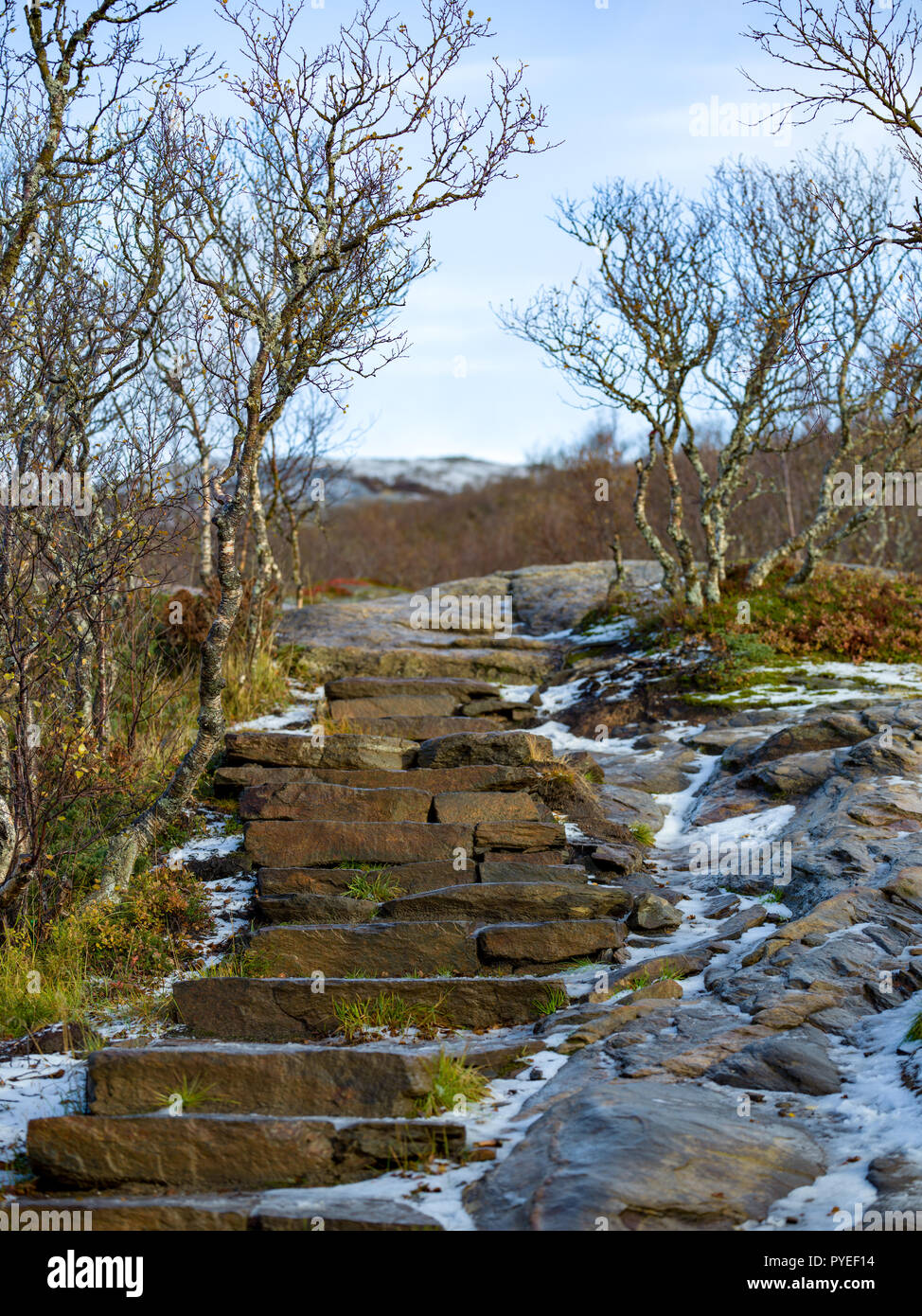 Beautiful hiking trail with natural stairs and lined with crooked trees ...