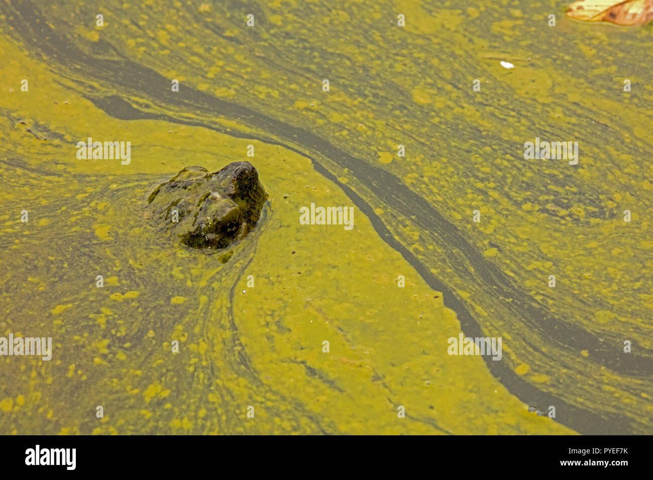 snapping turtle,Chelydra serpentina, and algal bloom,Cyanobacteria ...