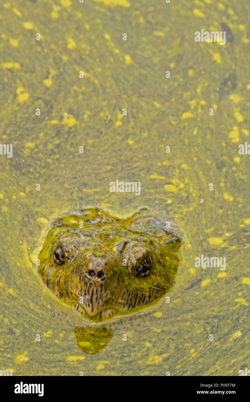 snapping turtle,Chelydra serpentina, and algal bloom,Cyanobacteria ...