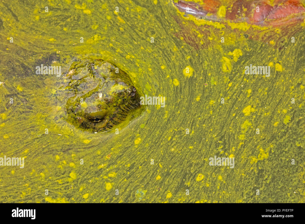 snapping turtle,Chelydra serpentina, and algal bloom,Cyanobacteria ...
