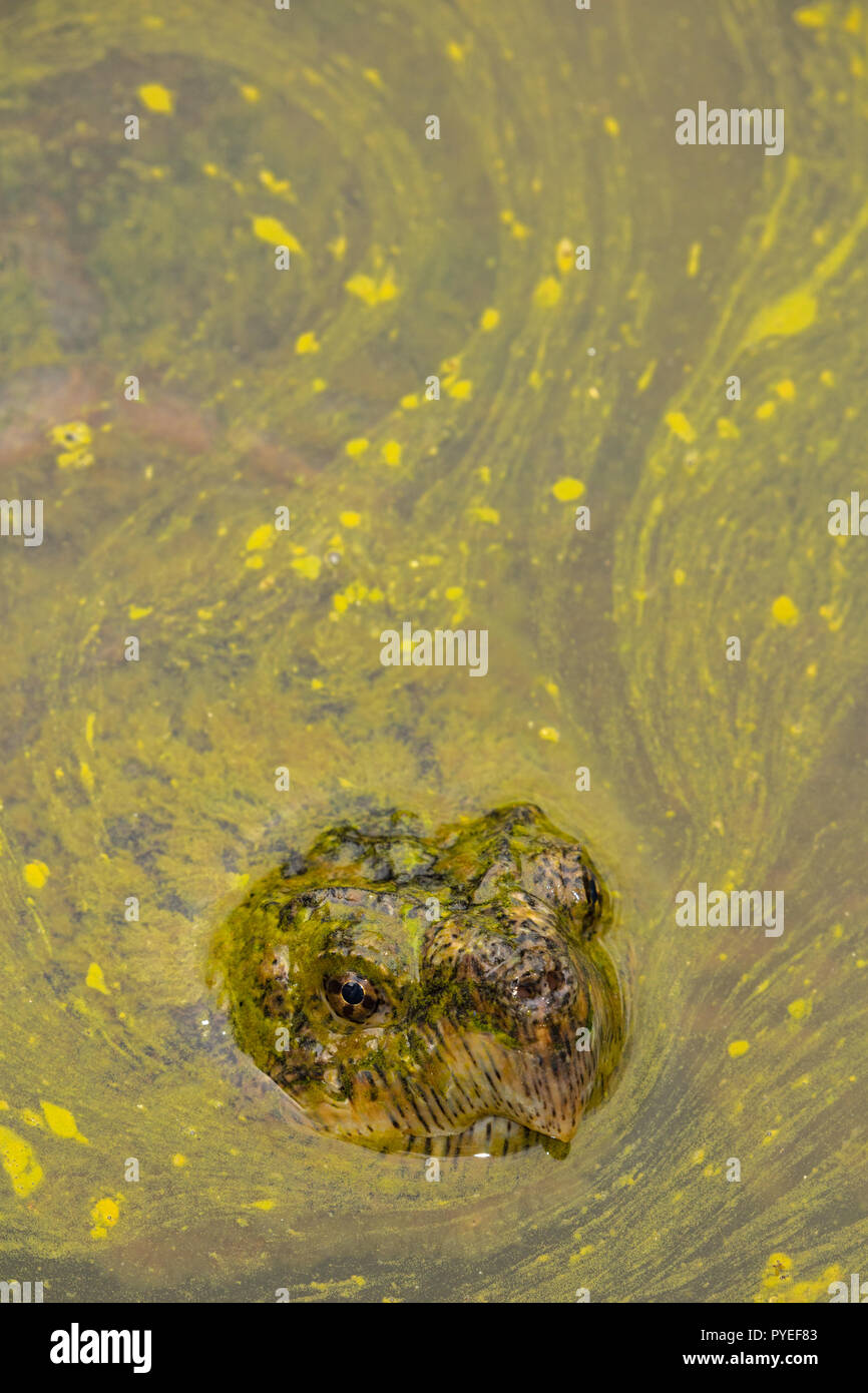 Harmful algal bloom hi-res stock photography and images - Alamy