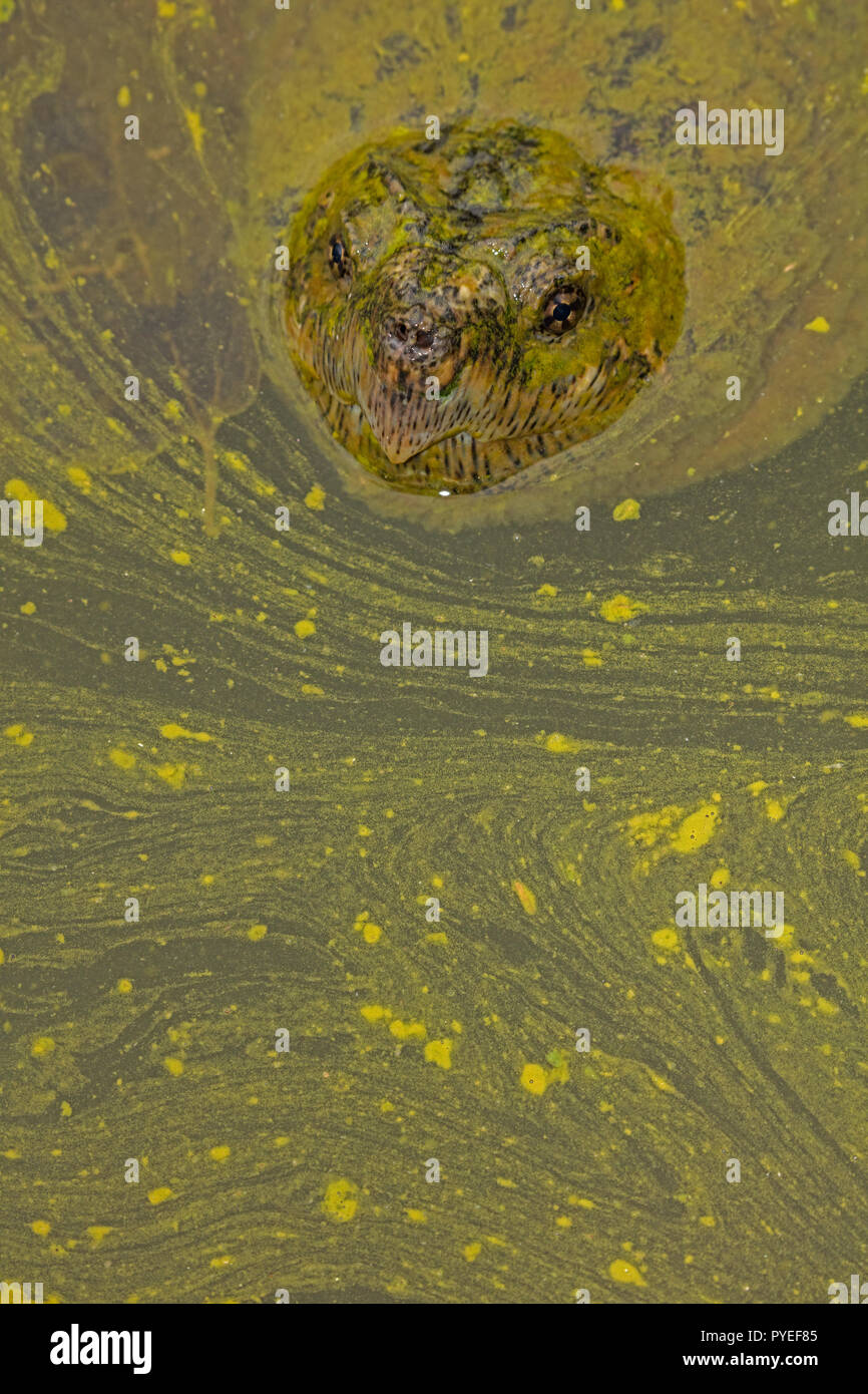 snapping turtle,Chelydra serpentina, and algal bloom,Cyanobacteria ...