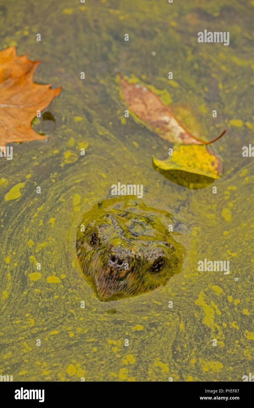 Harmful algal bloom hi-res stock photography and images - Alamy