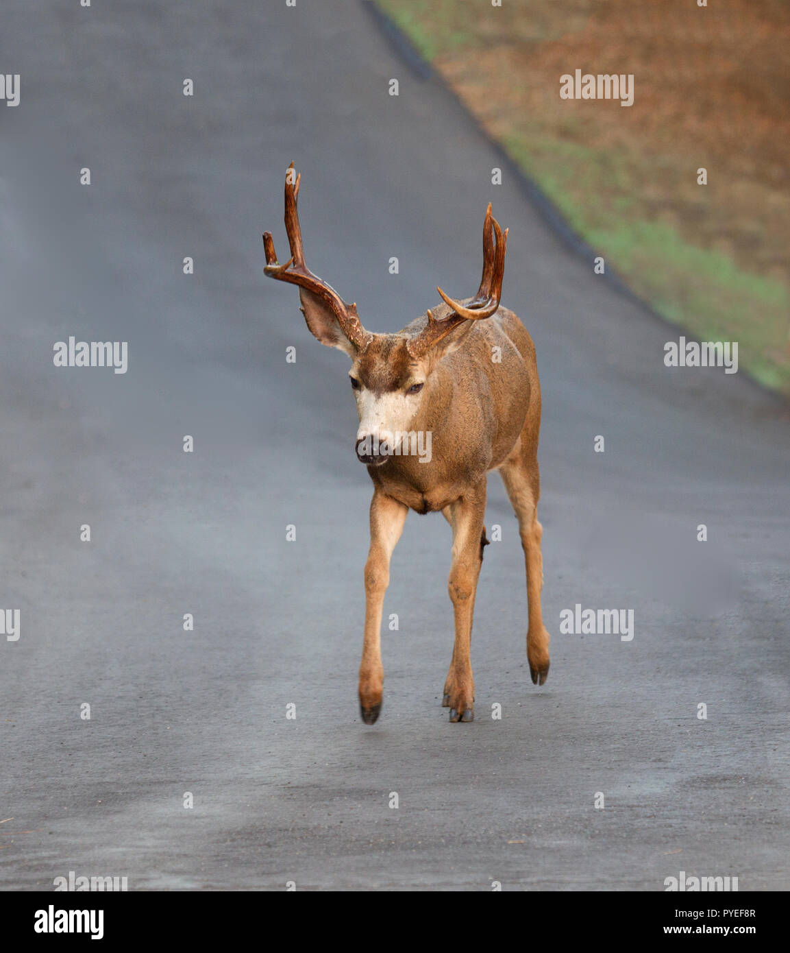 Mule deer walking hi-res stock photography and images - Alamy