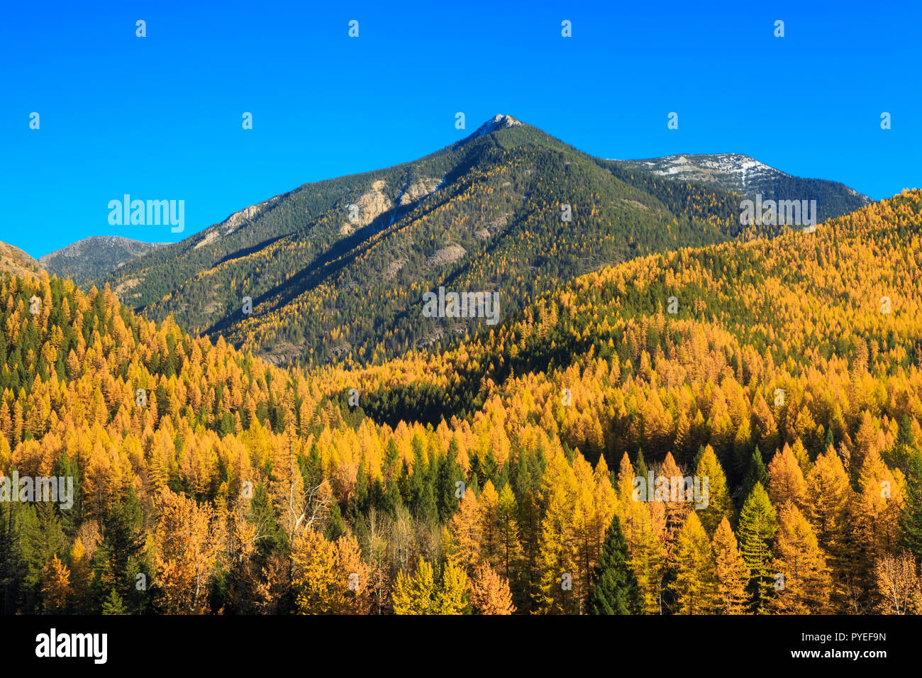 larch in fall color below running rabbit mountain in glacier national ...