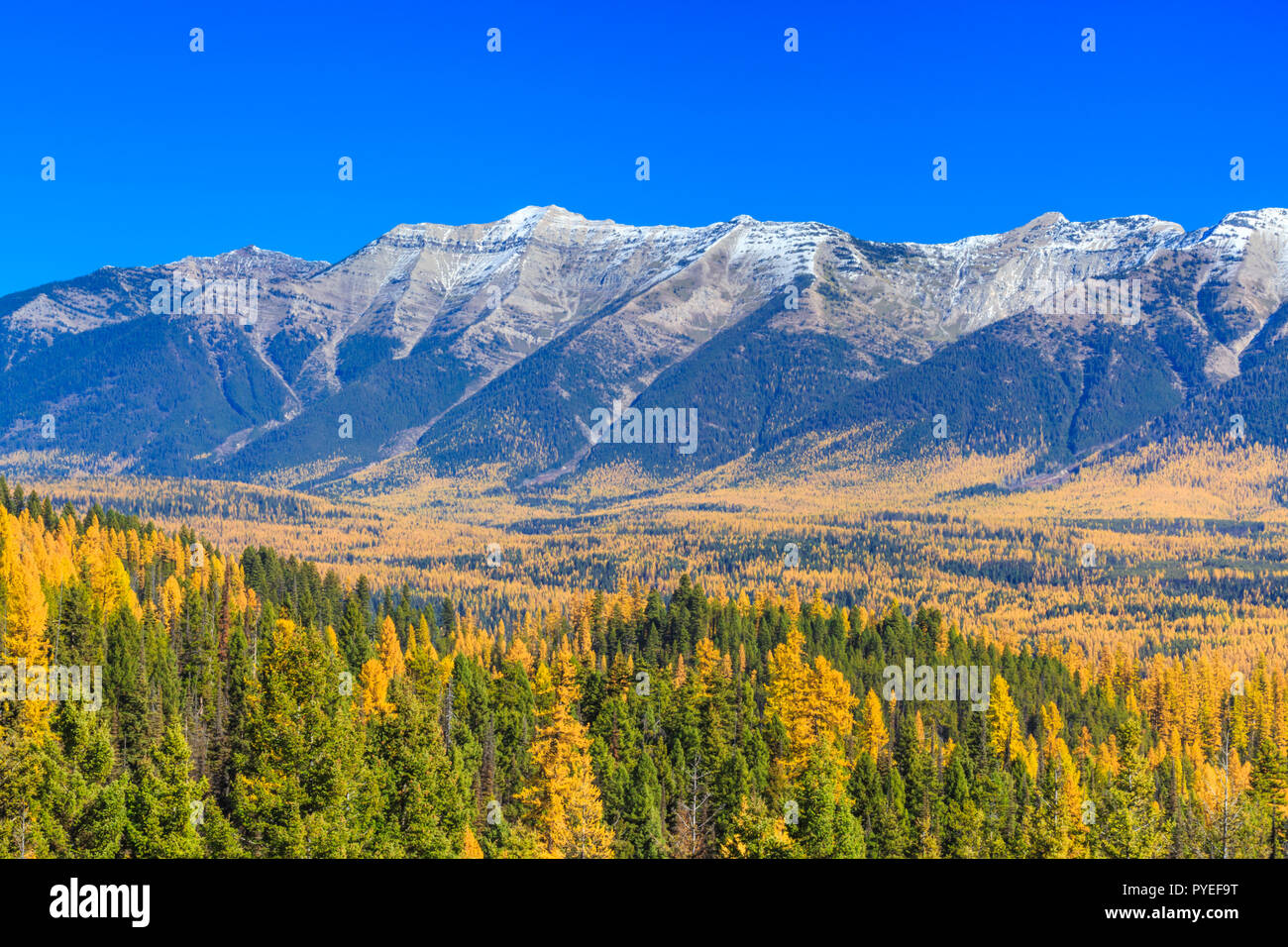 swan range above the seeley-swan valley and larch in fall color near ...