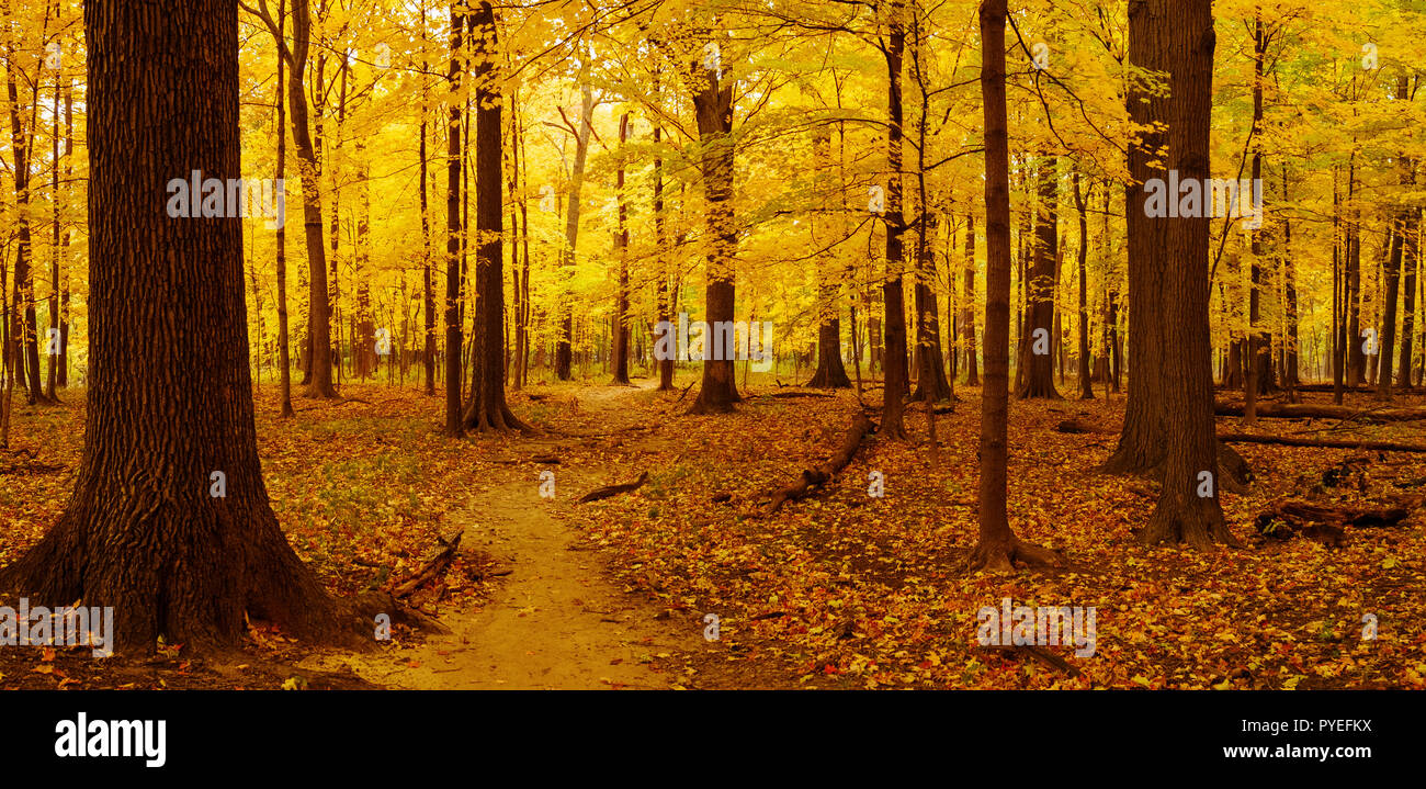 Eastern deciduous forest hi-res stock photography and images - Alamy