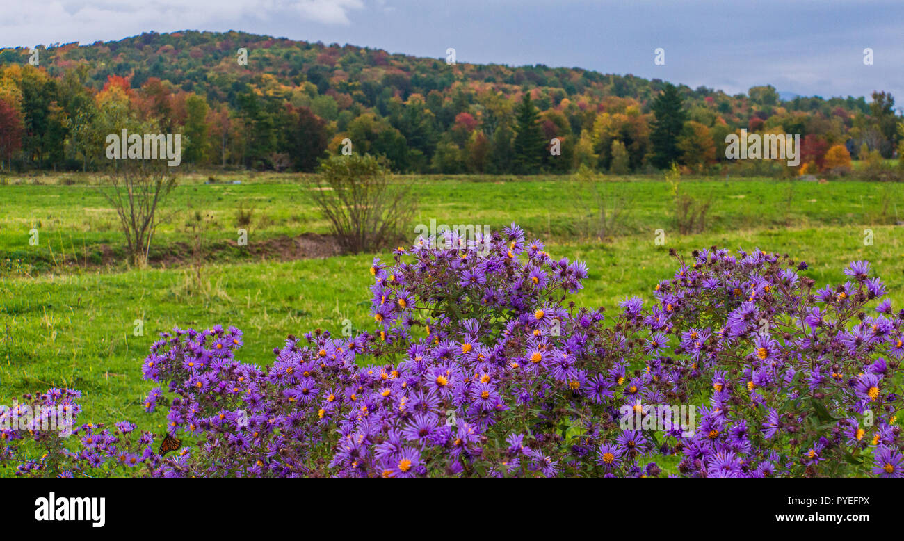 Purple Fall Plants High Resolution Stock Photography and Images - Alamy