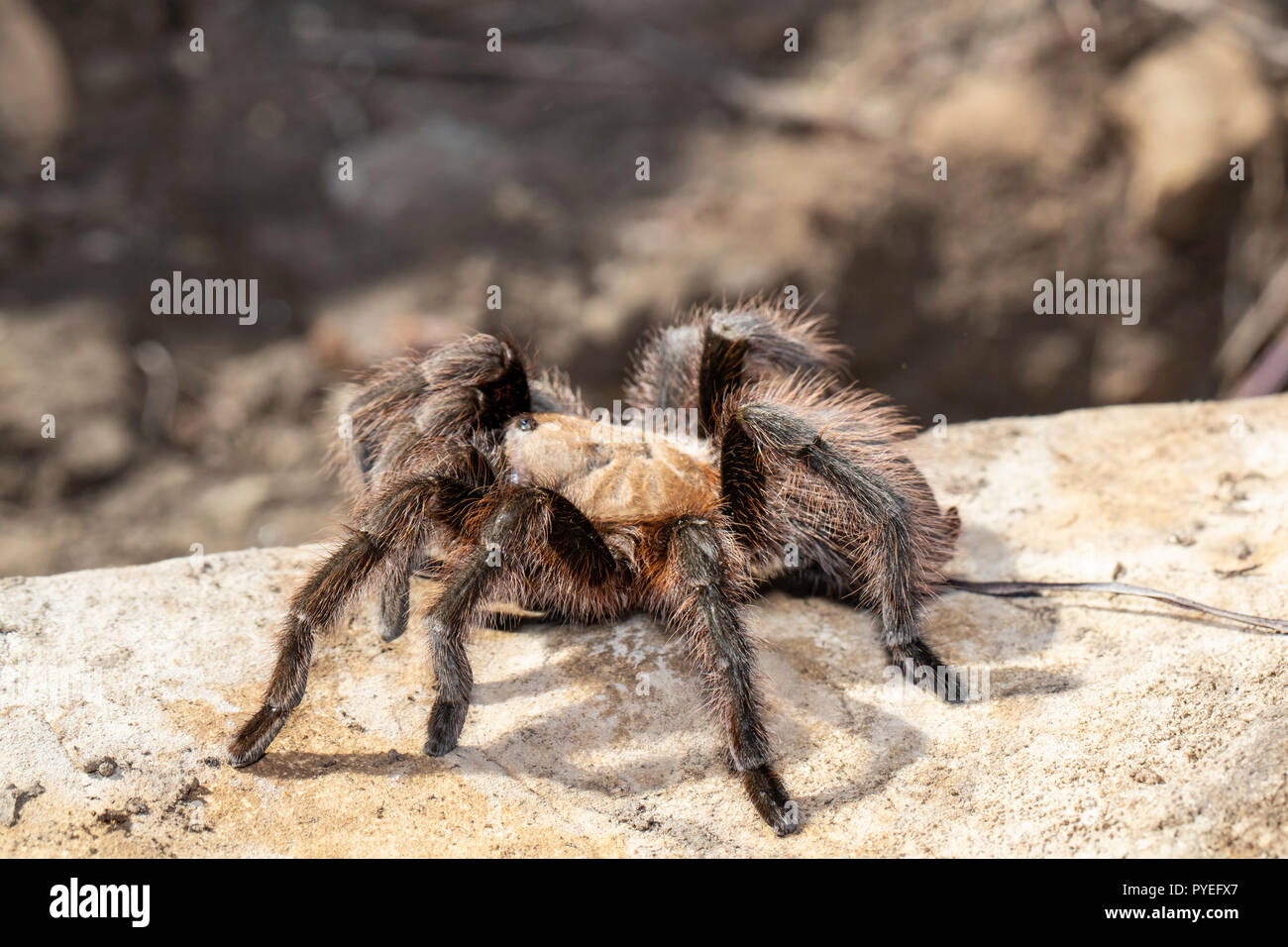Tarantula burrow hi-res stock photography and images - Alamy