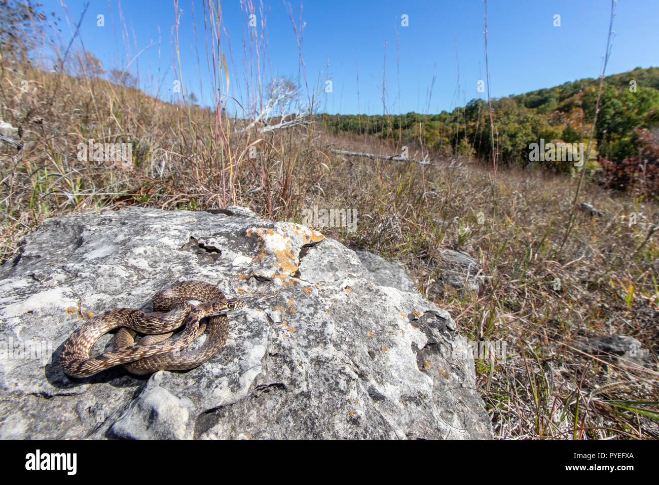 Baby coachwhip masticophis flagellum hi-res stock photography and ...