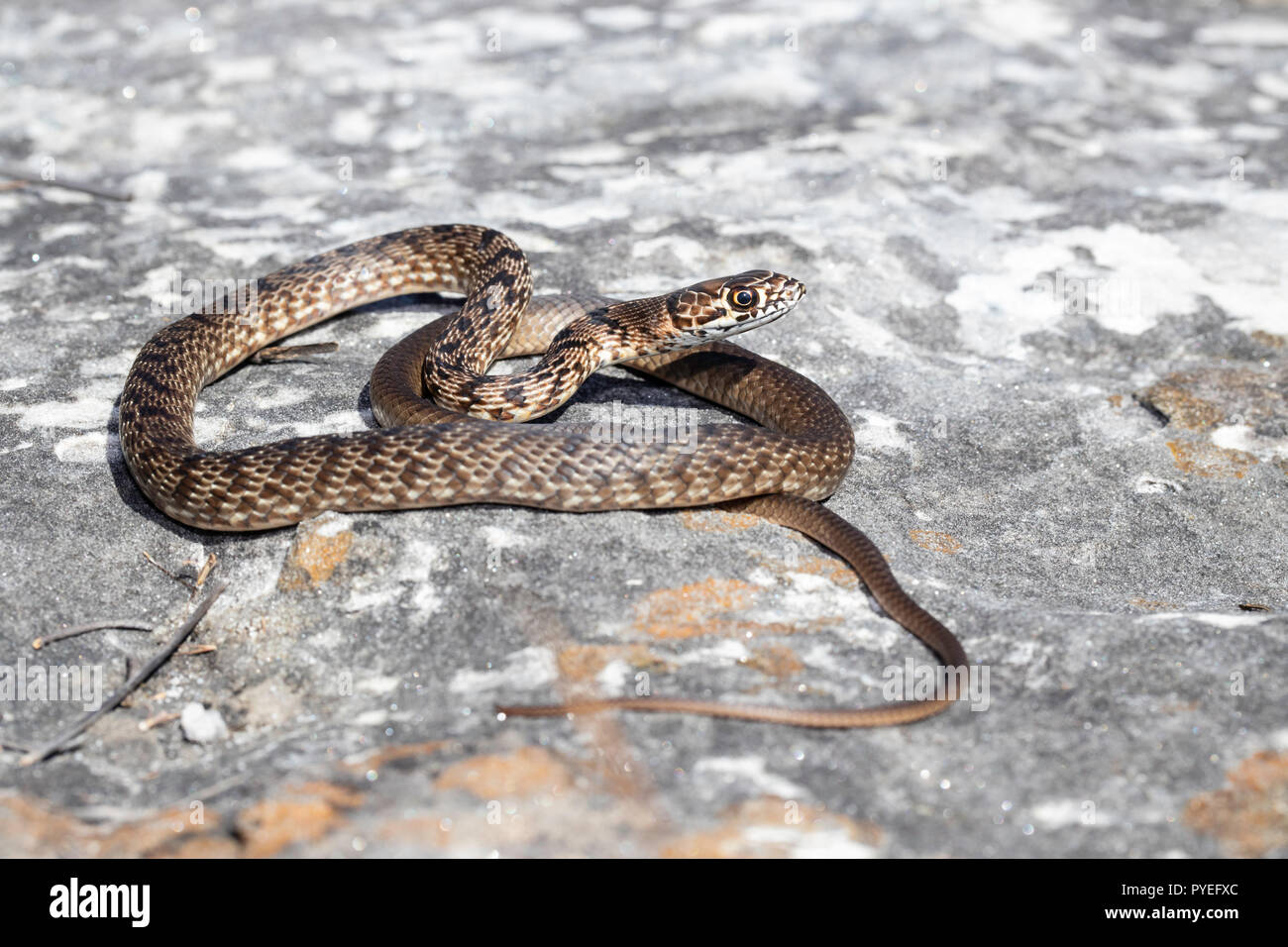 Baby coachwhip masticophis flagellum hi-res stock photography and ...