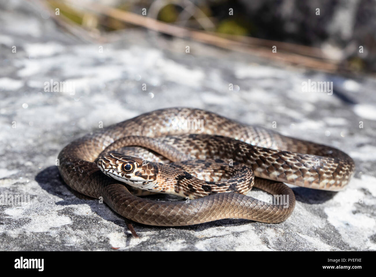 Florida racer snake hi-res stock photography and images - Alamy