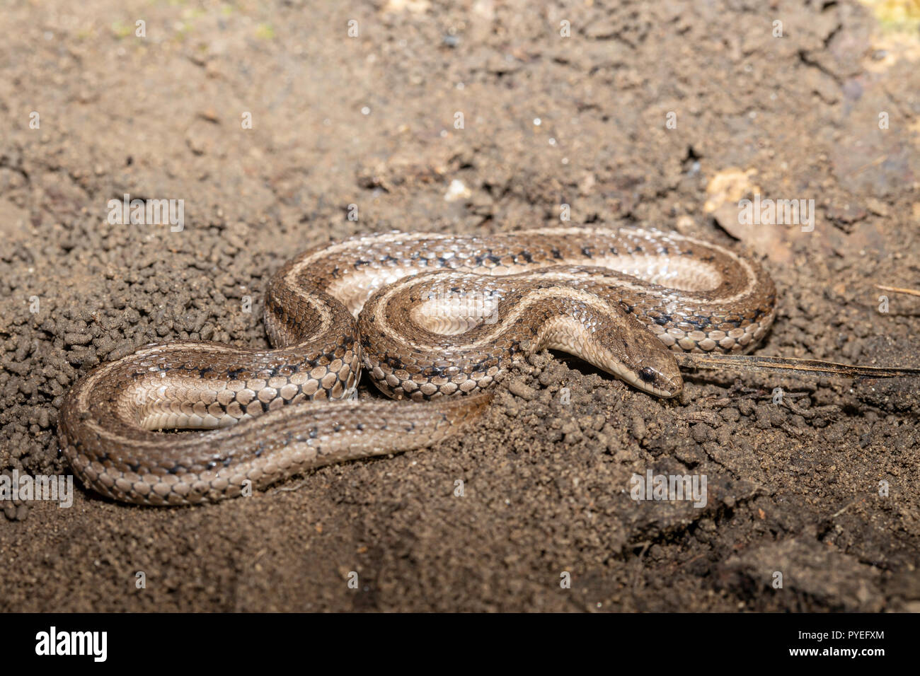 Lined snake - Tropidoclonion lineatum Stock Photo - Alamy
