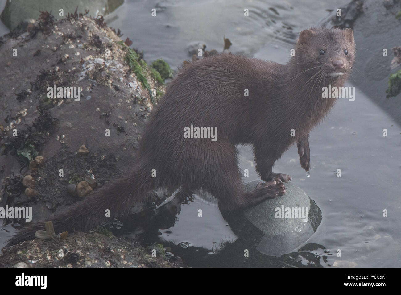 Mink animal hi-res stock photography and images - Alamy