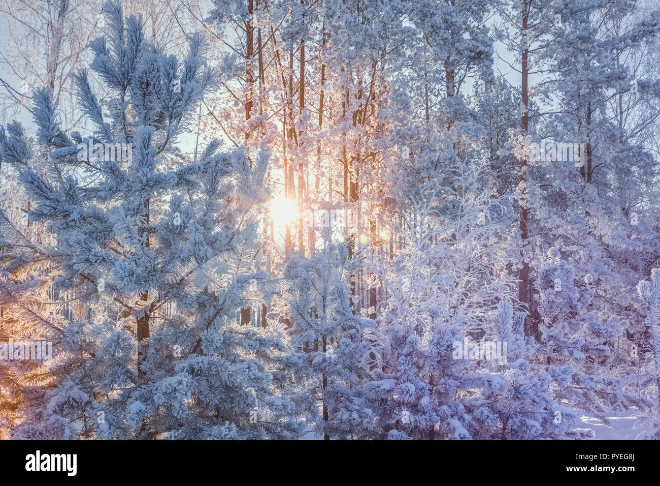 Bright winter sun light hi-res stock photography and images - Alamy