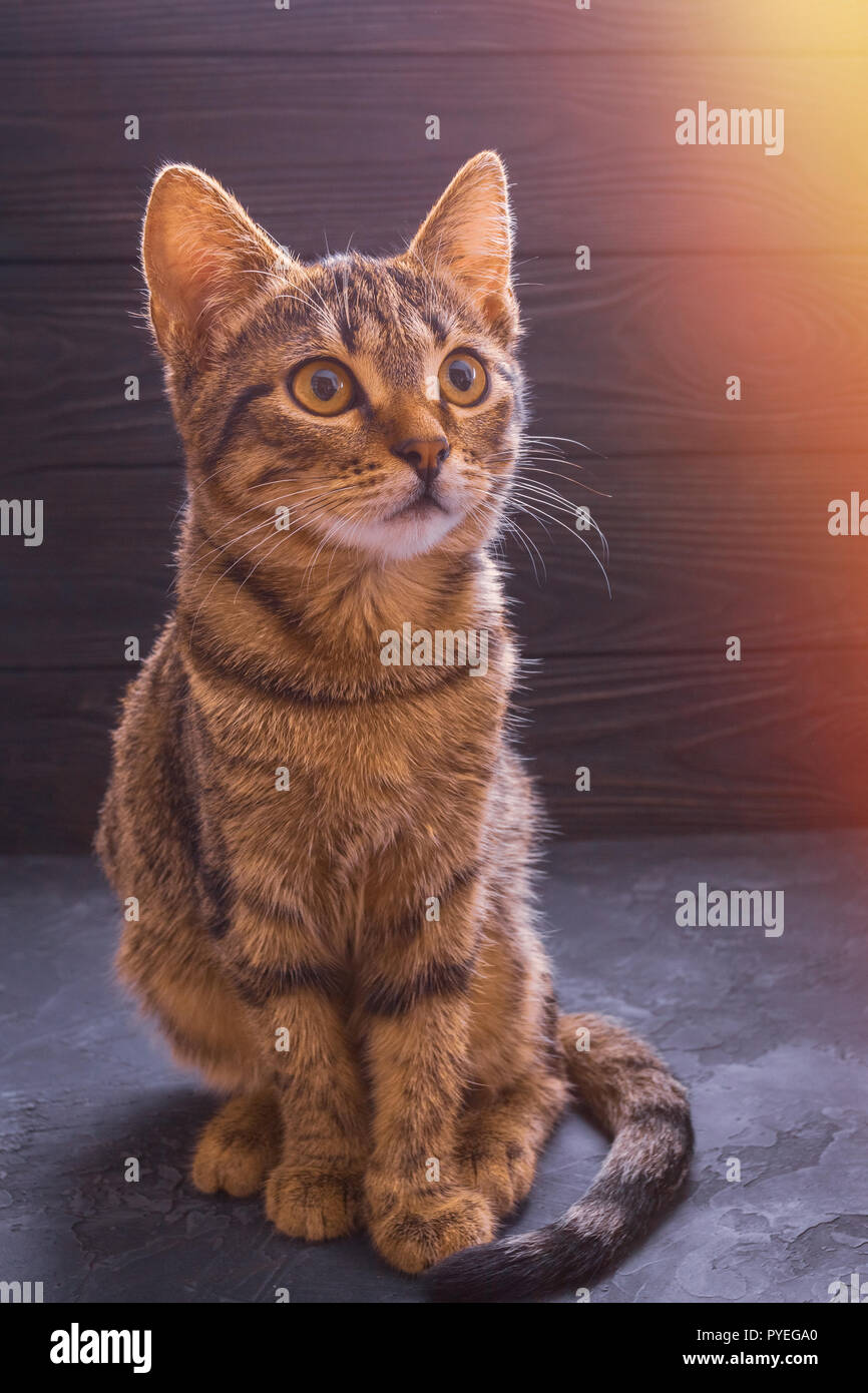 Cat On The Table High Resolution Stock Photography and Images - Alamy