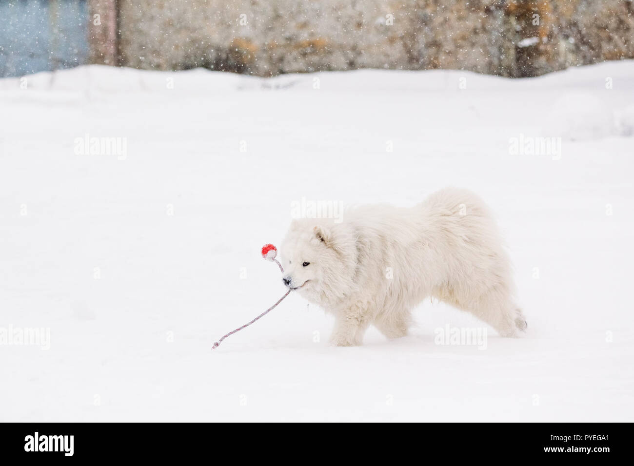 A young Samoyed dog walks through the snow with a toy in its mouth ...