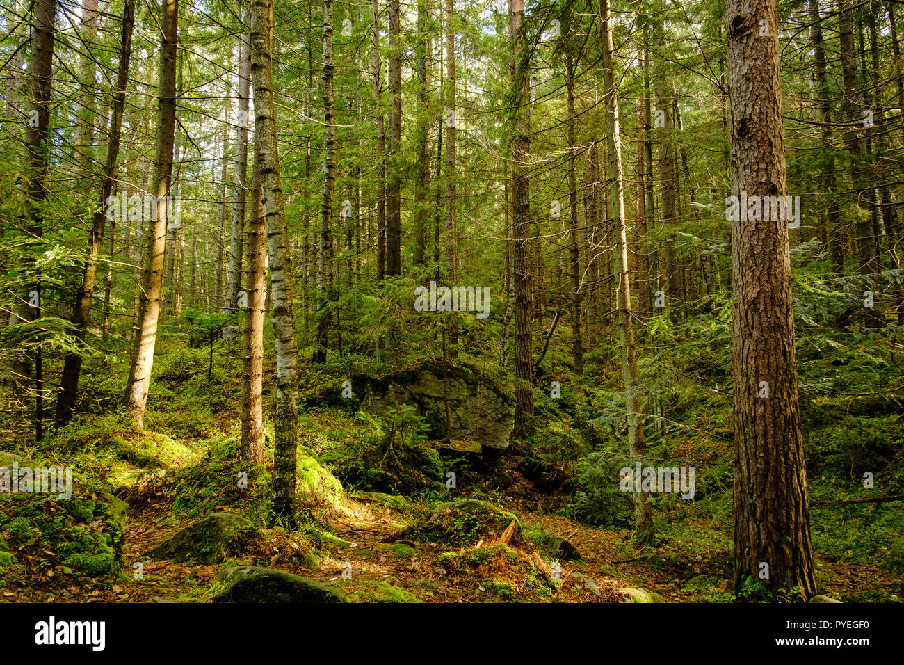 Bright sunshine in the green forest, beautiful light Stock Photo - Alamy