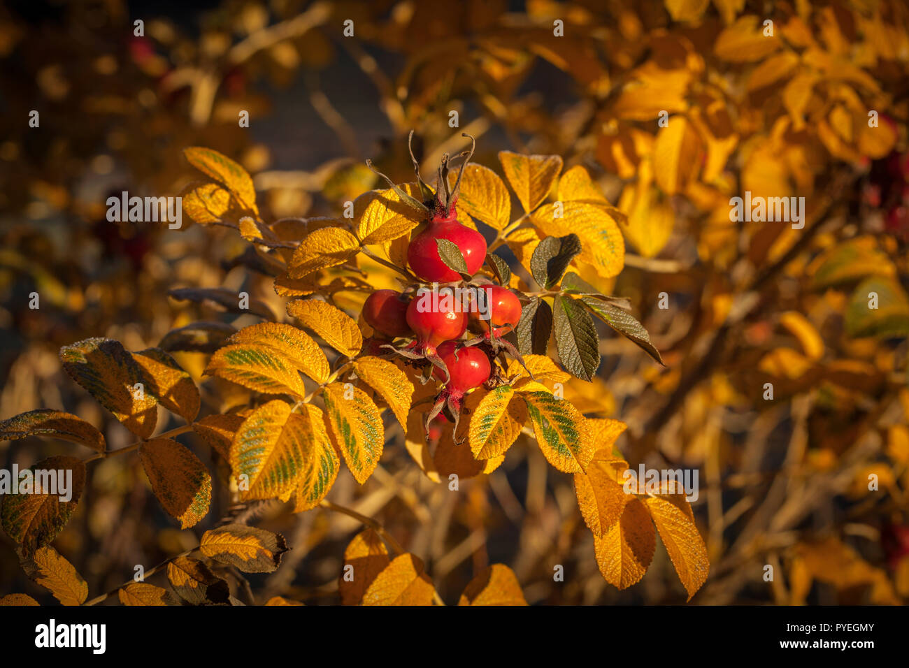 Closeup, macro on colorful red dog rose, rosehip in autumn. Some frost ...
