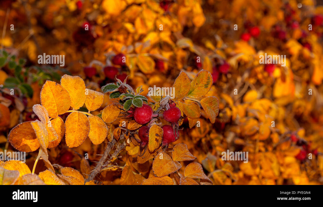 Closeup, macro on colorful red dog rose, rosehip in autumn. Some frost ...