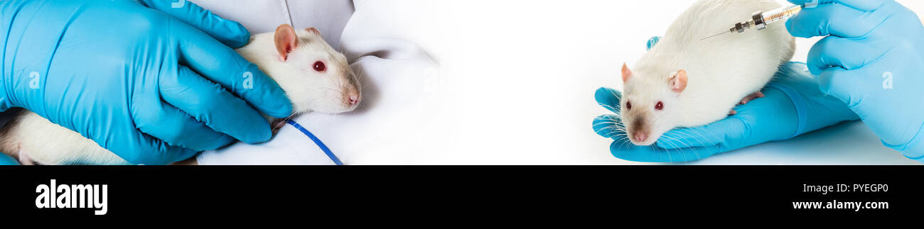 woman in medical gloves holds a white rat, photo collage Stock Photo ...