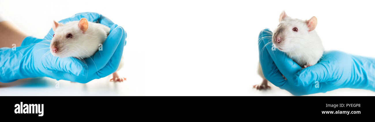 hands in medical gloves hold a rat, photo collage on white isolated ...