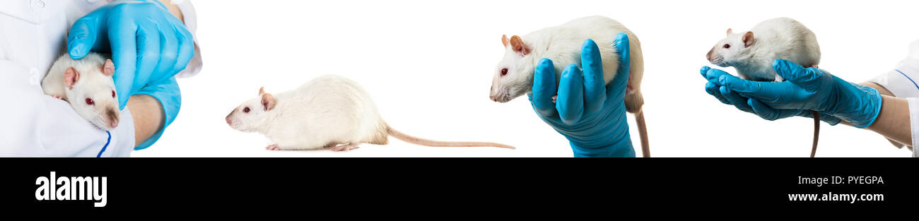hands in medical gloves hold a rat on white isolated background Stock ...