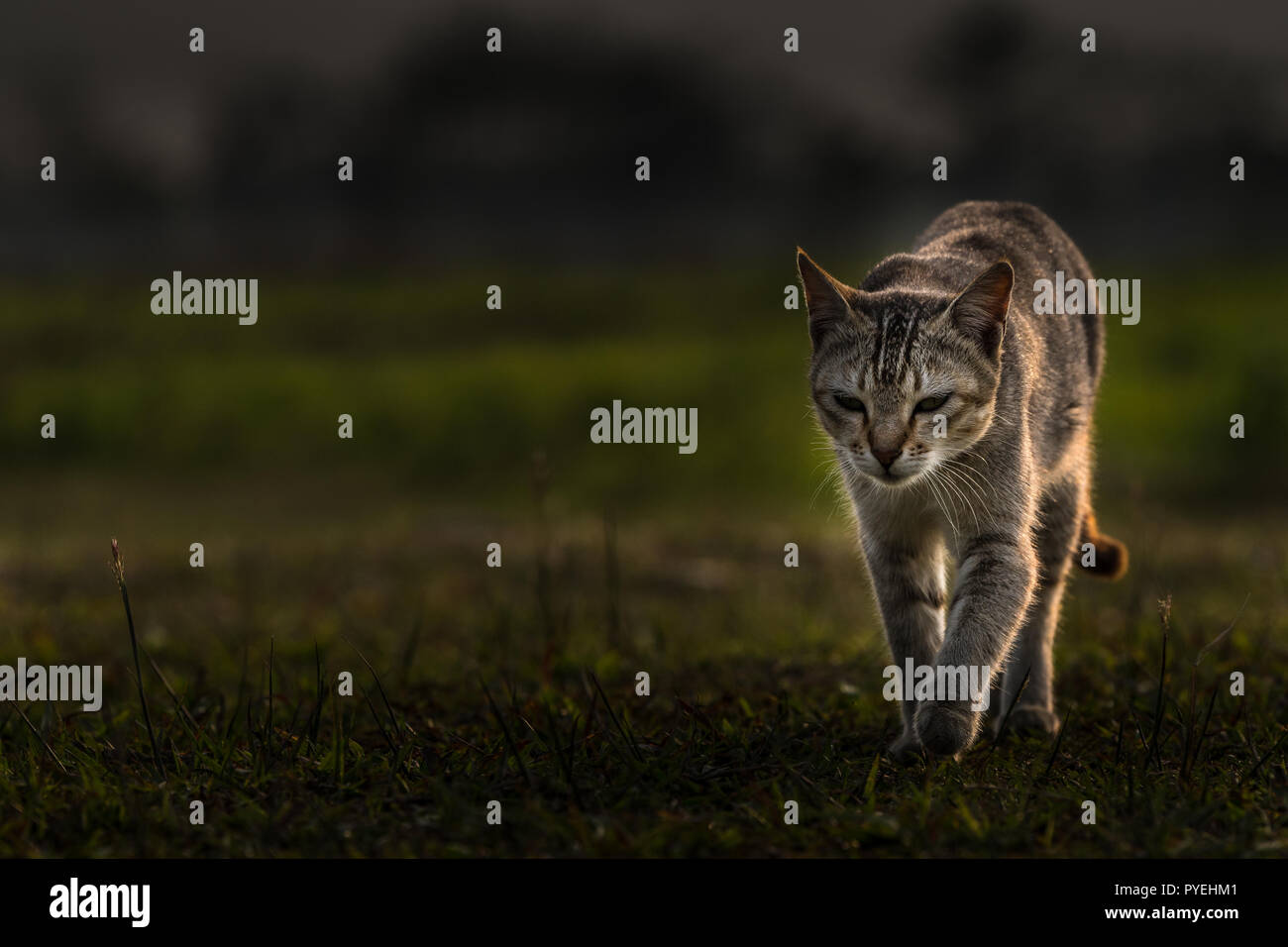 This image of Cat is taken at Masan National Park,Assam in India Stock ...
