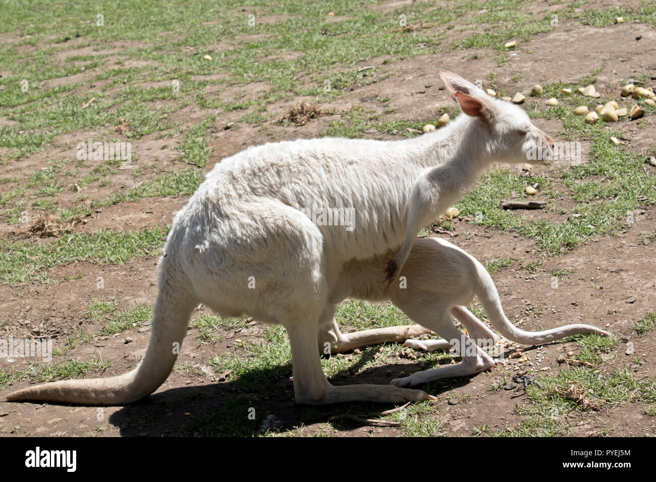 the baby joey is going back into the pouch Stock Photo - Alamy
