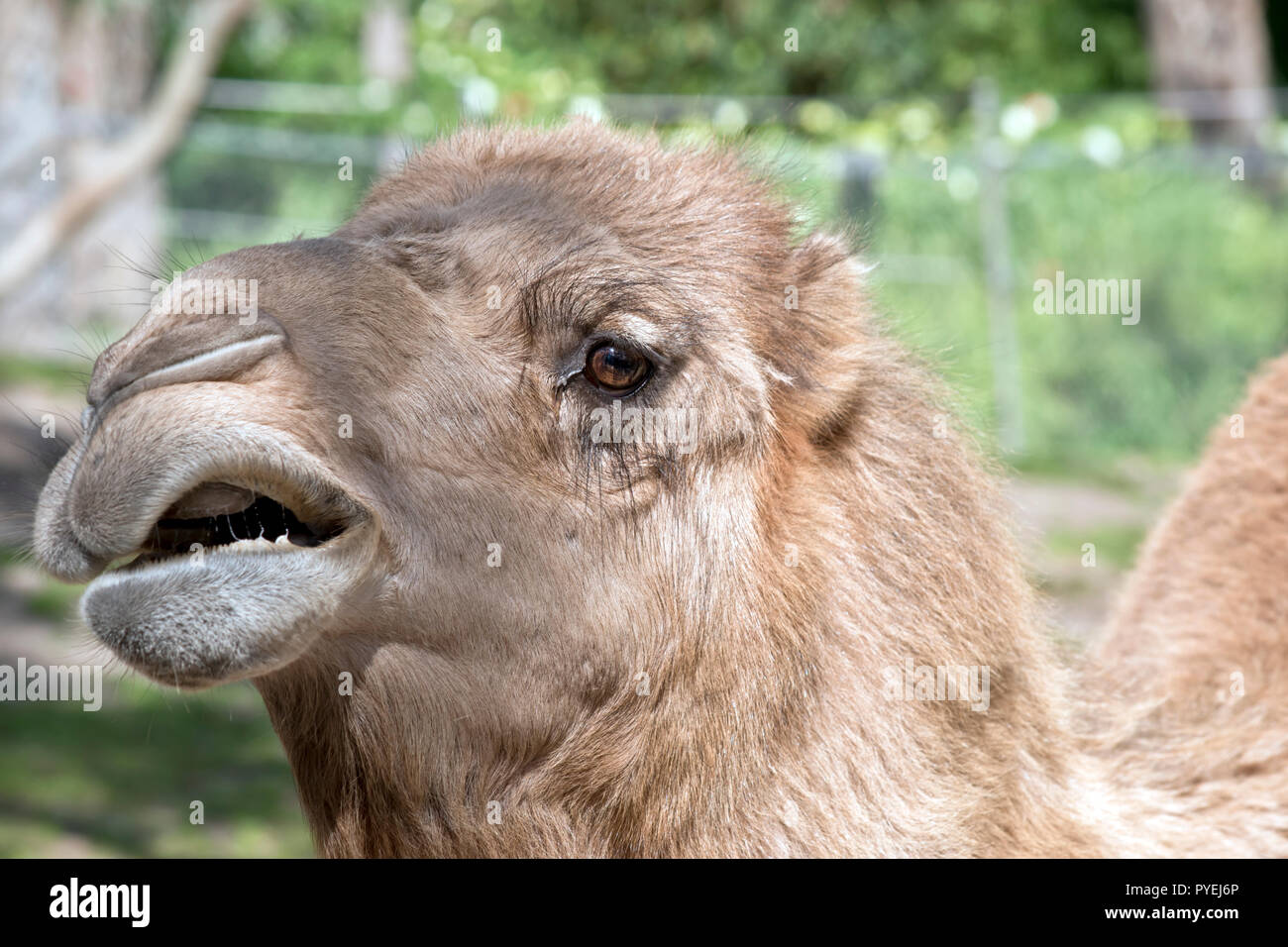 Camel hair hi-res stock photography and images - Alamy