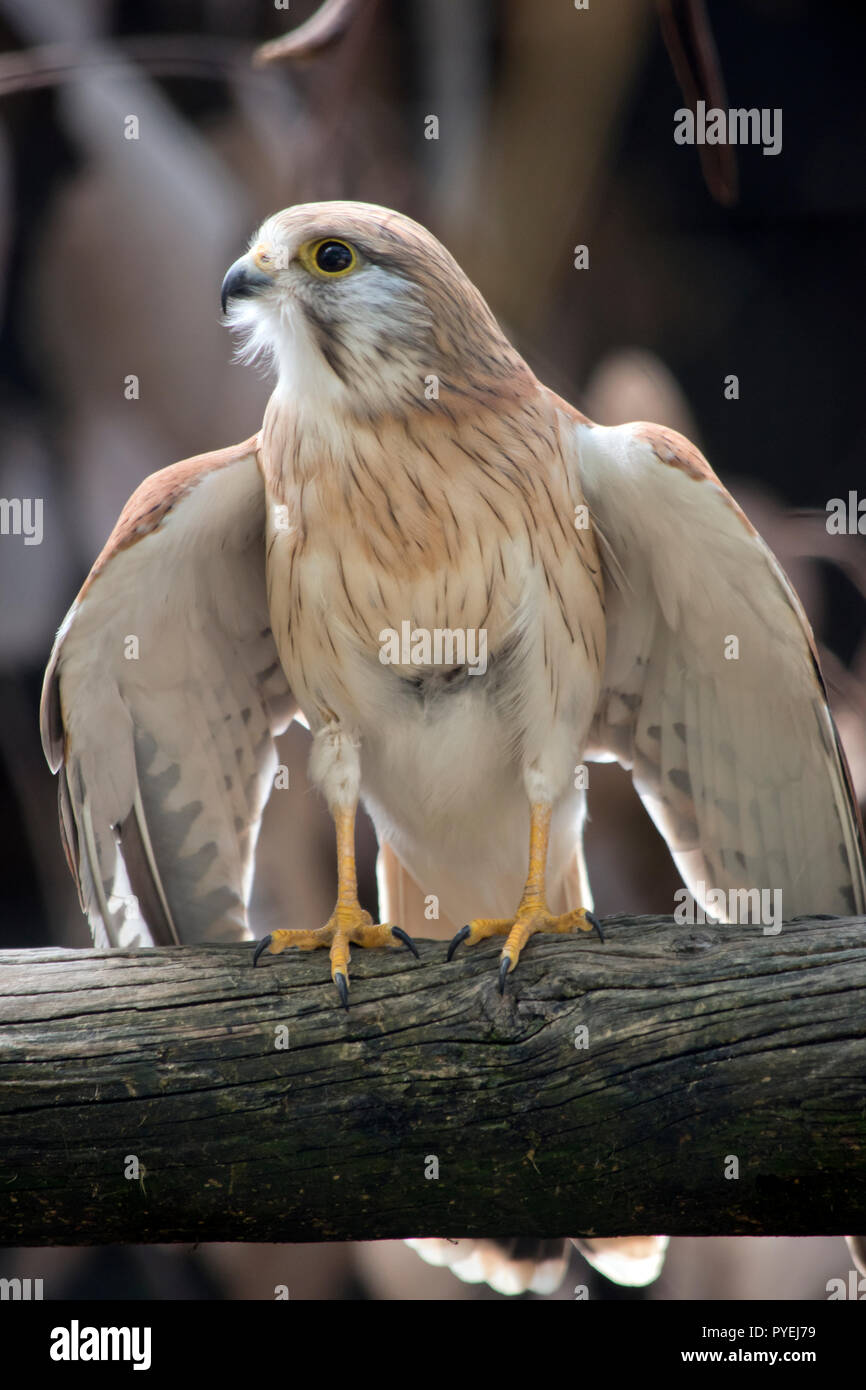 Kestrel feathers hi-res stock photography and images - Alamy