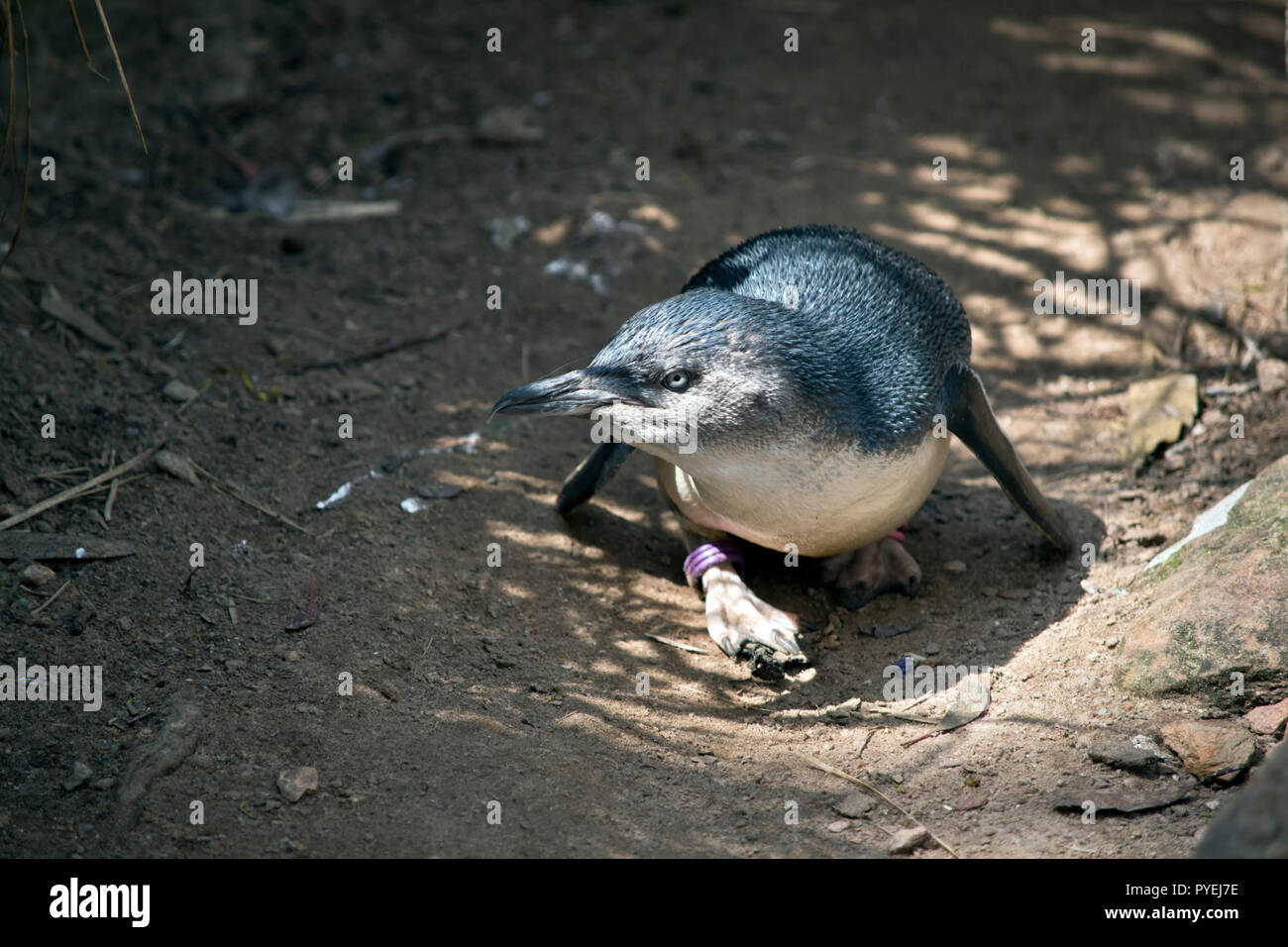 the little penguin is wandering around a dirt path Stock Photo - Alamy