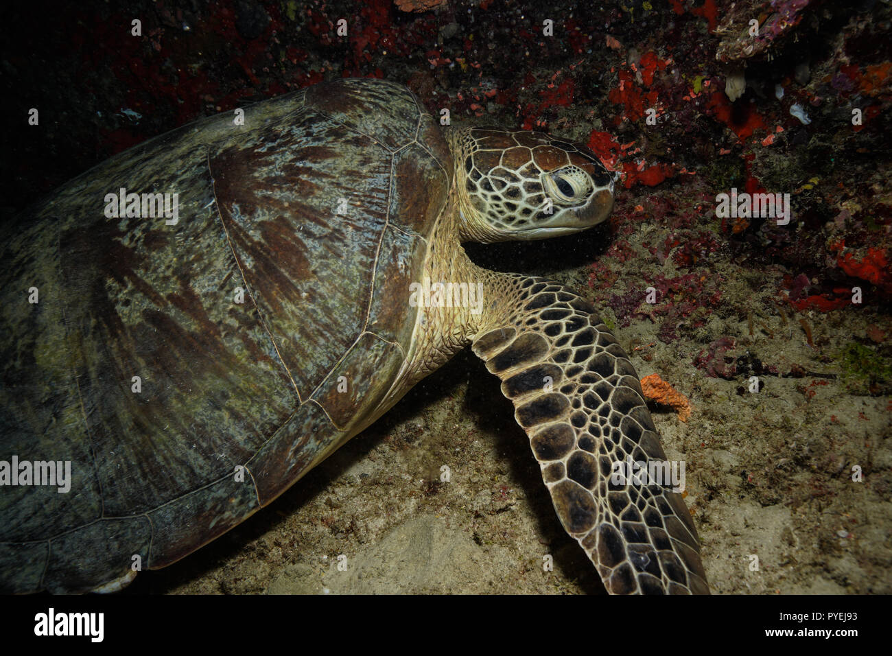 Green sea turtles at the Maldives Stock Photo - Alamy