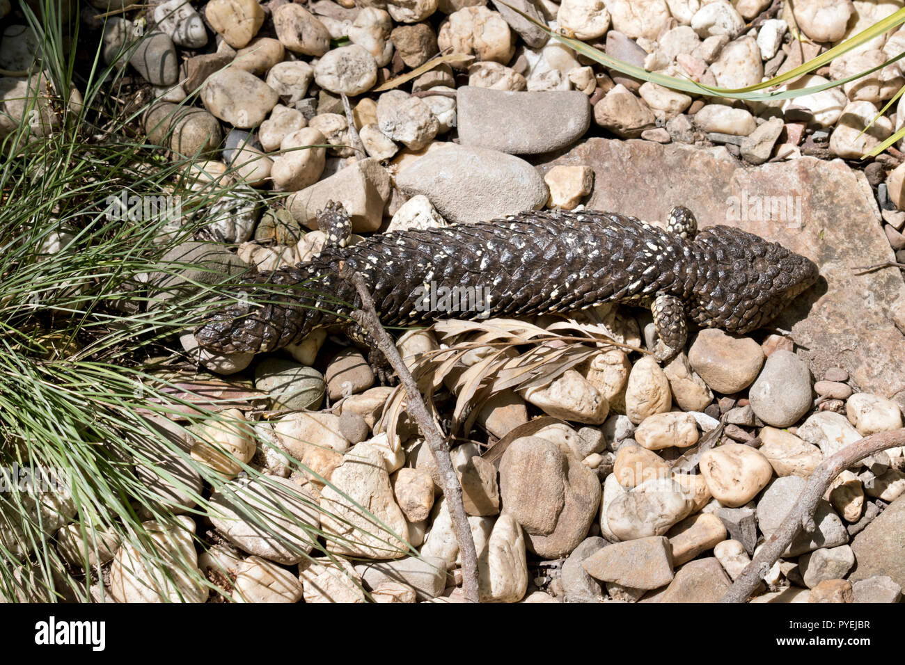 Shingleback lizard hi-res stock photography and images - Alamy