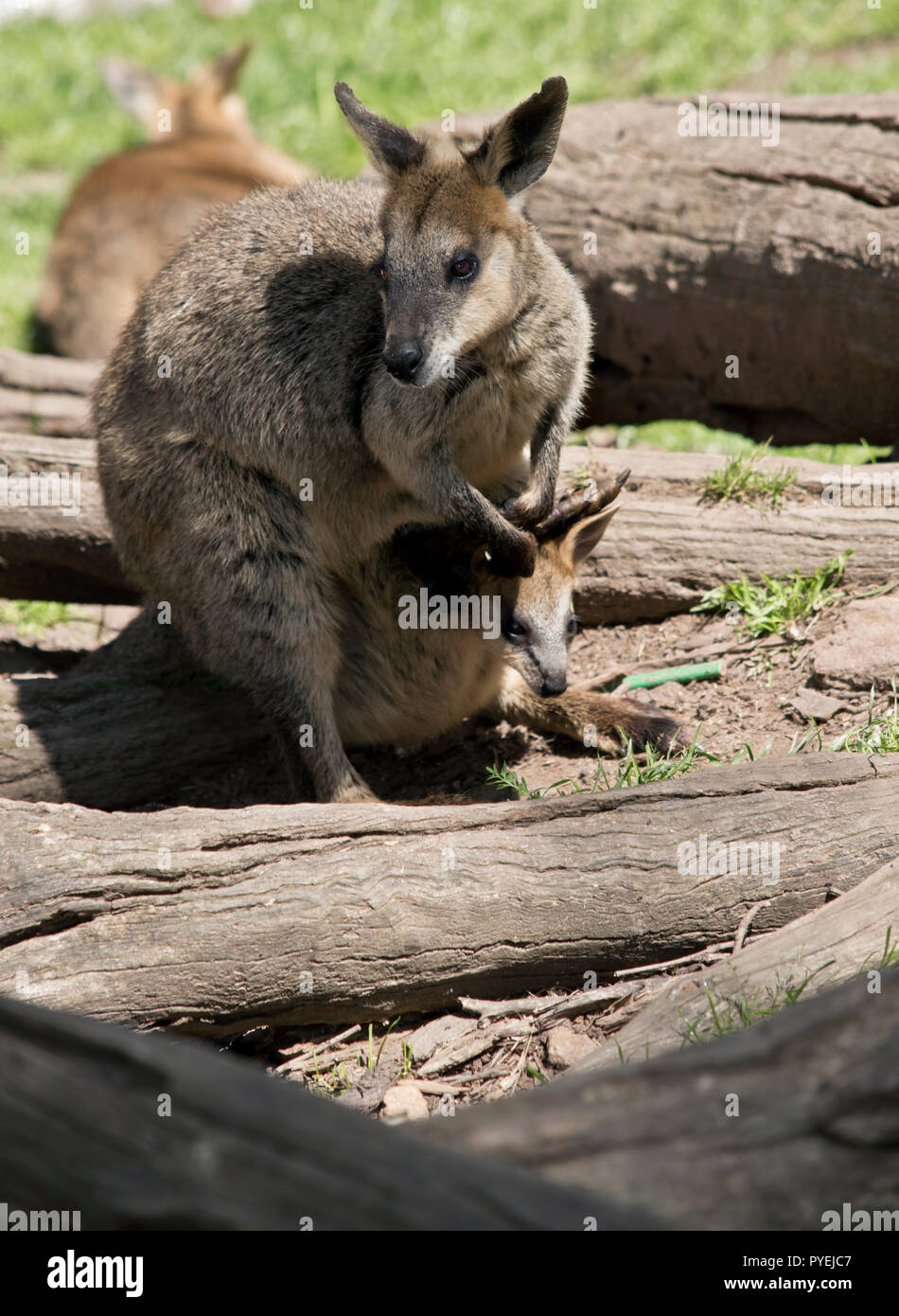the swamp wallaby has a baby in her pouch Stock Photo - Alamy